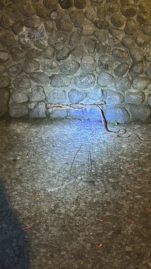 Common Blunt-headed Tree Snake from Arenal Volcano National Park, San ...