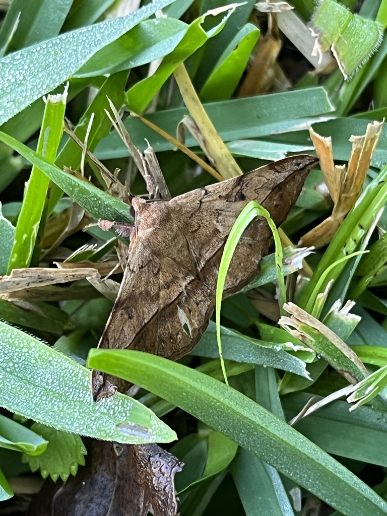Butterflies and Moths in December 2023 by Nakatada Wachi · iNaturalist