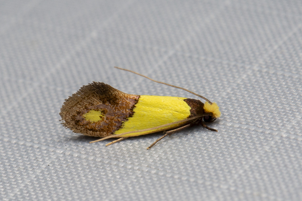 Edosa fraudulens from Macquarie Pass, NSW on December 6, 2023 at 11:39 ...