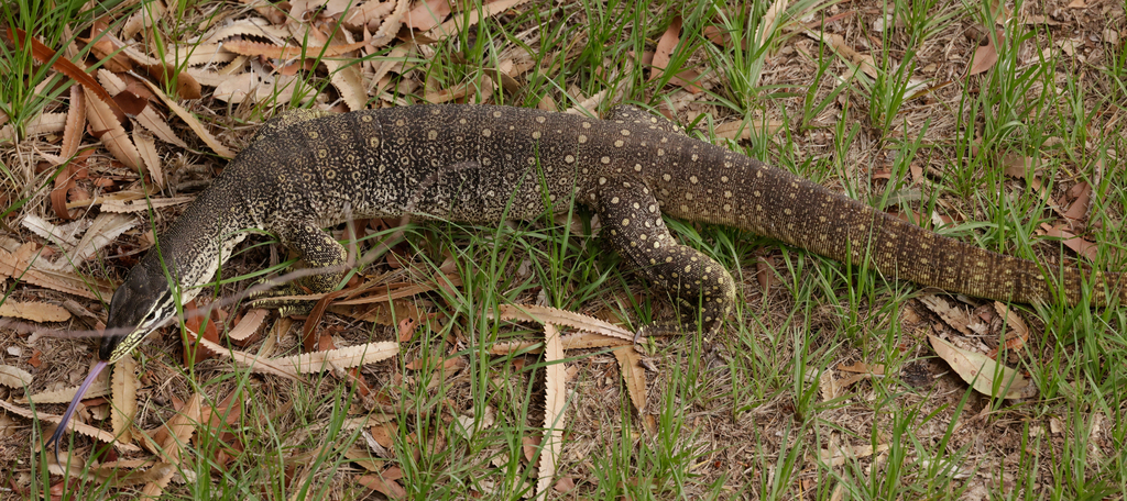 Eastern Argus Monitor from K'gari QLD 4581, Australia on December 3 ...