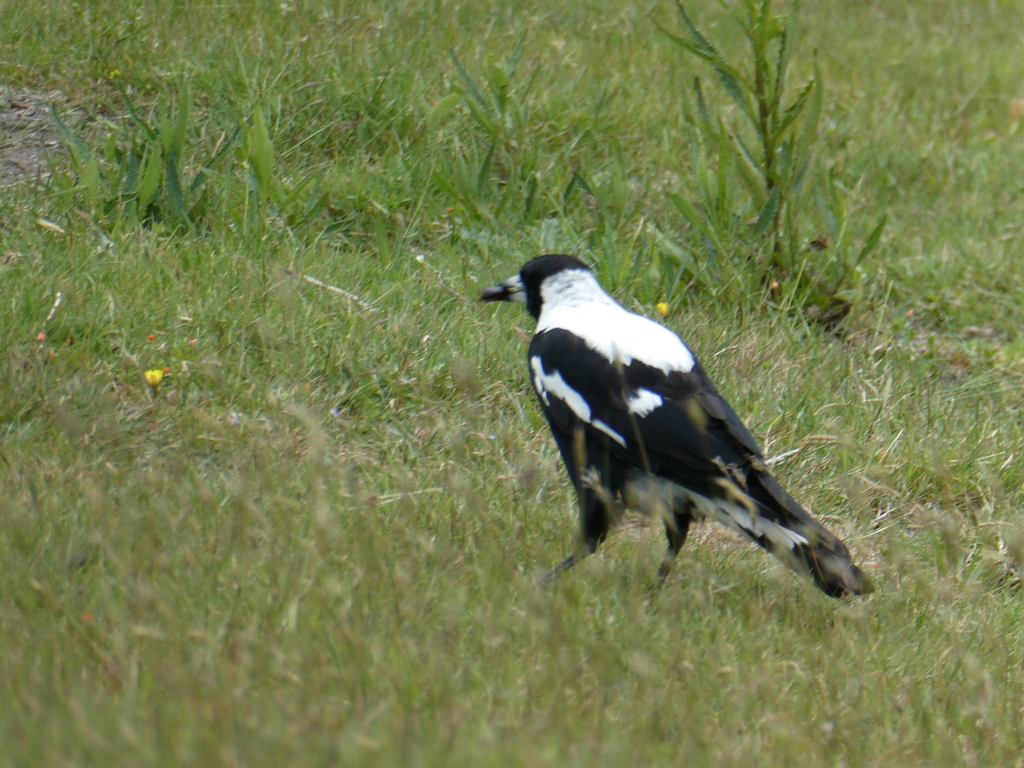 Australian Magpie from Grassy TAS 7256, Australia on December 2, 2023 ...