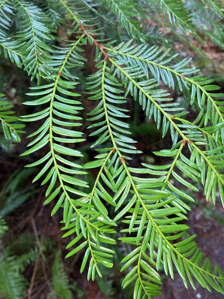 Pacific yew from E Autumn Ln, Rhododendron, OR, US on December 8, 2023 ...