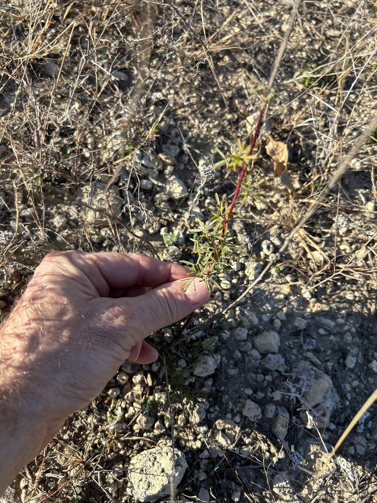 Slender Prairie Clover from Fort Cavazos, Gatesville, TX, US on ...