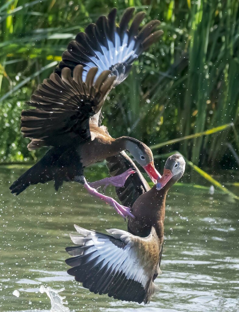 Black-bellied Whistling-Duck from Cameron County, TX, USA on December 6 ...