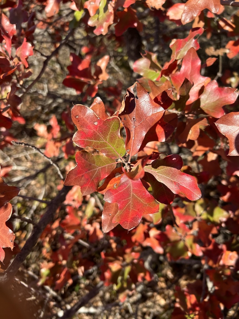 Ashe's Blackjack Oak from Fort Cavazos, Gatesville, TX, US on December ...