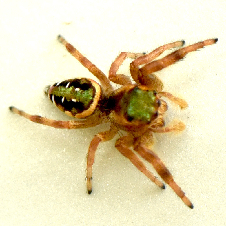 Golden Jumping Spider from Posey County, IN, USA on June 13, 2023 at 02 ...