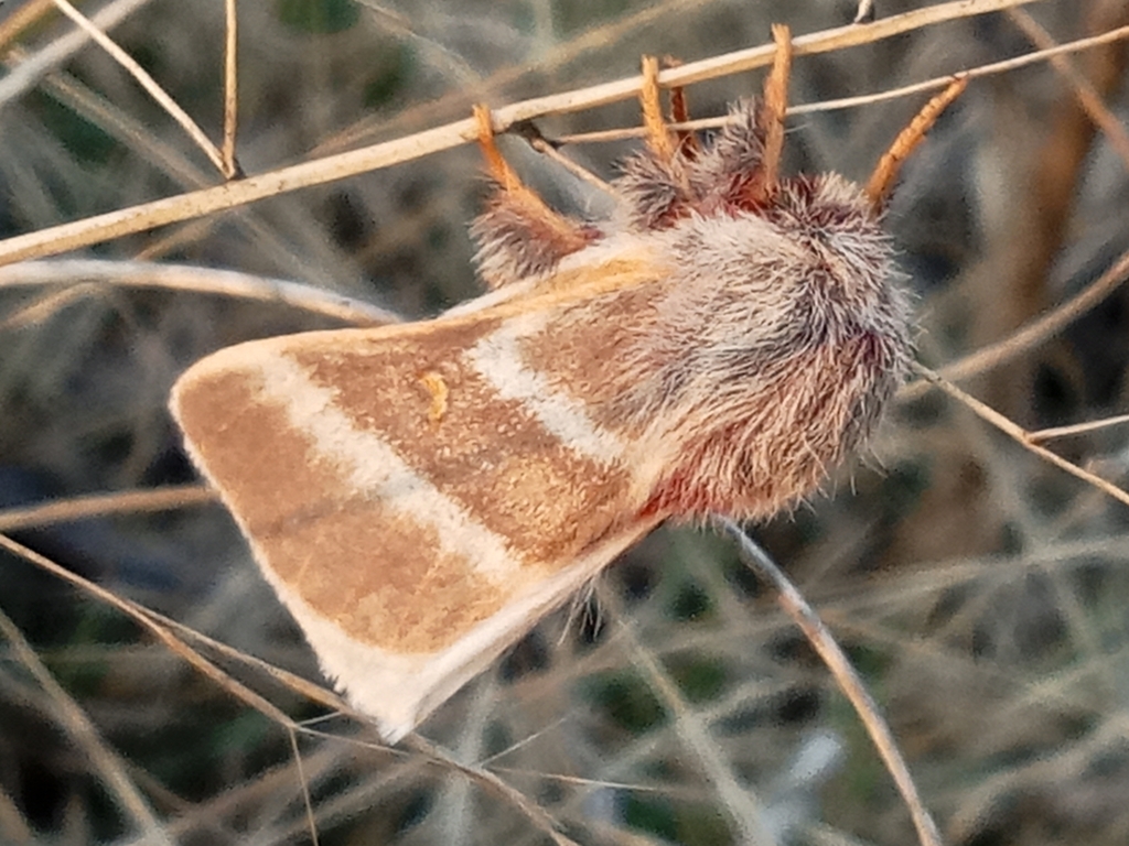 Tricolor Buck Moth from 55955 Méx., México on December 8, 2023 at 05:18 ...