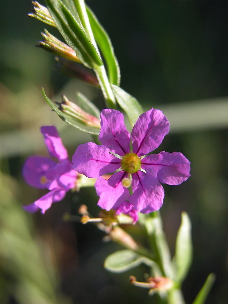 winged lythrum from tandy Hills Natural Area on May 16, 2011 by Don ...