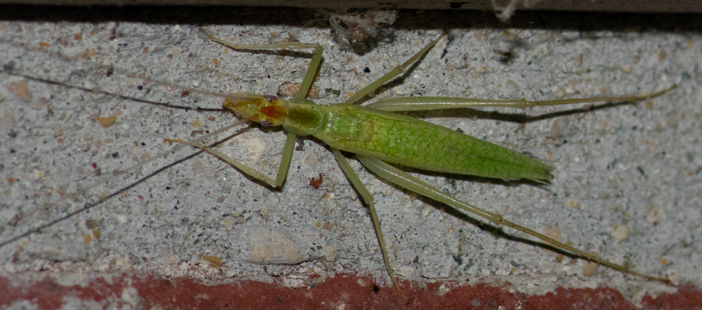 Common Tree Crickets in September 2023 by Whitney Mattila · iNaturalist