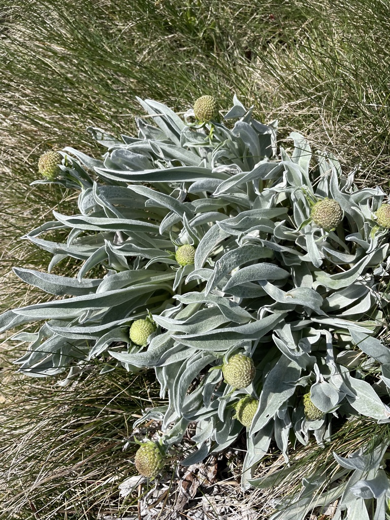 Woolly Billy-buttons from Kosciuszko National Park, Munyang, NSW, AU on ...