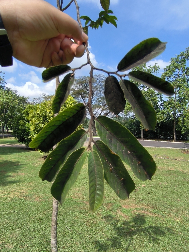 Upas tree (Antiaris toxicaria) - Botanical Realm