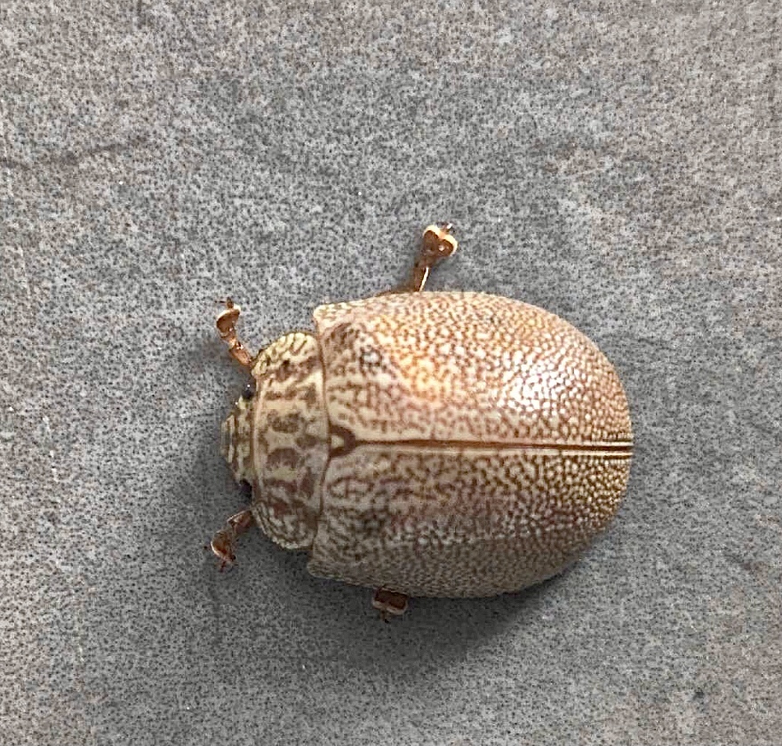 Dotted Paropsine Leaf Beetle from Northridge, Los Angeles, CA, USA on ...