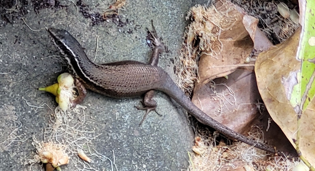 Black-throated Rainbow-skink from Paluma Range, AU-QL-HI, AU-QL, AU on ...