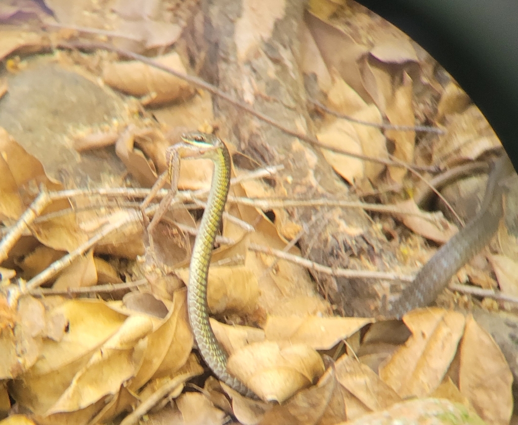 Coconut Tree Snake from Paluma Range, AU-QL-HI, AU-QL, AU on December 9 ...