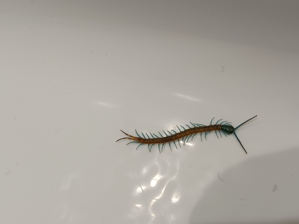 Pacific Giant Centipede from Wailuku, HI 96793, USA on December 8, 2023 ...