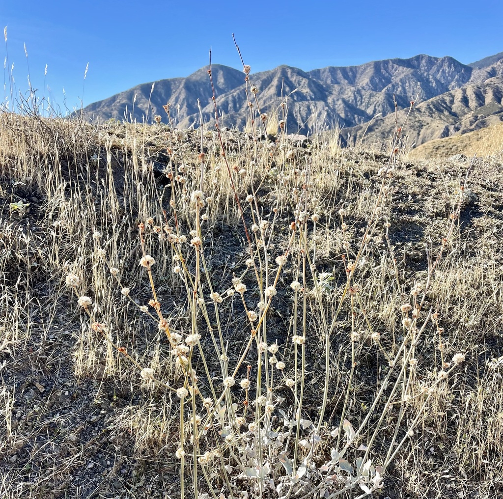 Long-stemmed Buckwheat from Sand to Snow National Monument, Whitewater ...