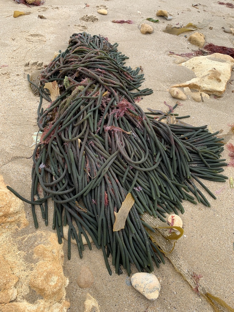 Codium galeatum from Bass Strait, Torquay, VIC, AU on December 3, 2023 ...