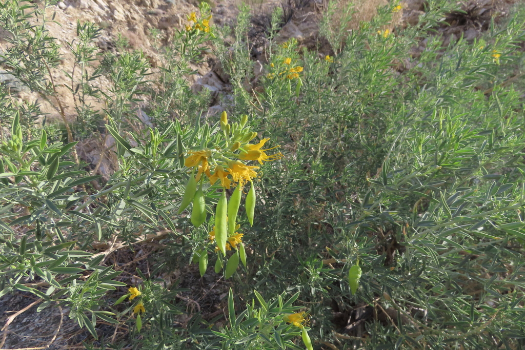 Bladderpod from Riverside County, CA, USA on December 8, 2023 at 10:48 ...
