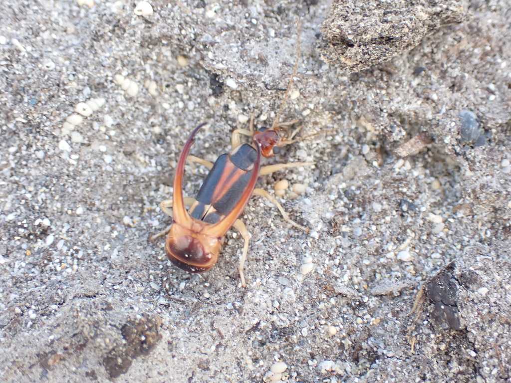 Labidura truncata from King Island, TAS, Australia on December 4, 2023 ...