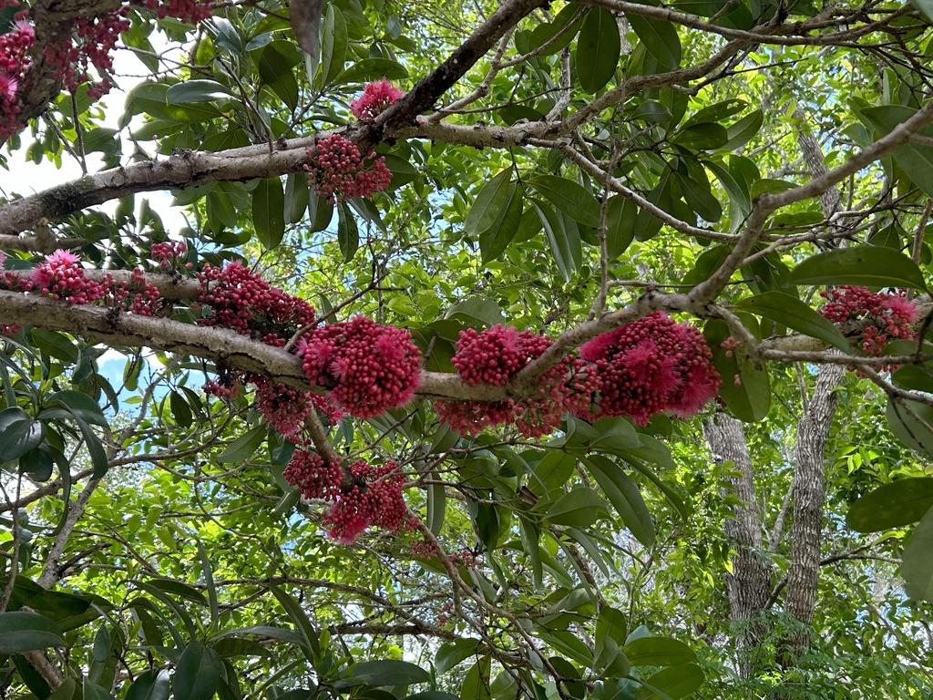 Coolamon Tree (Syzygium moorei) - Botanical Realm