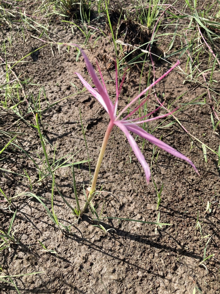 Amaryllideae from Marrakai Rd, Marrakai, NT, AU on December 9, 2023 at ...
