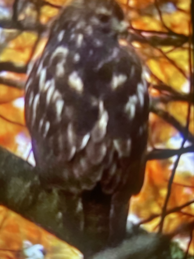 Red-shouldered Hawk from Misty Mountain Rd, Lynchburg, VA, US on ...