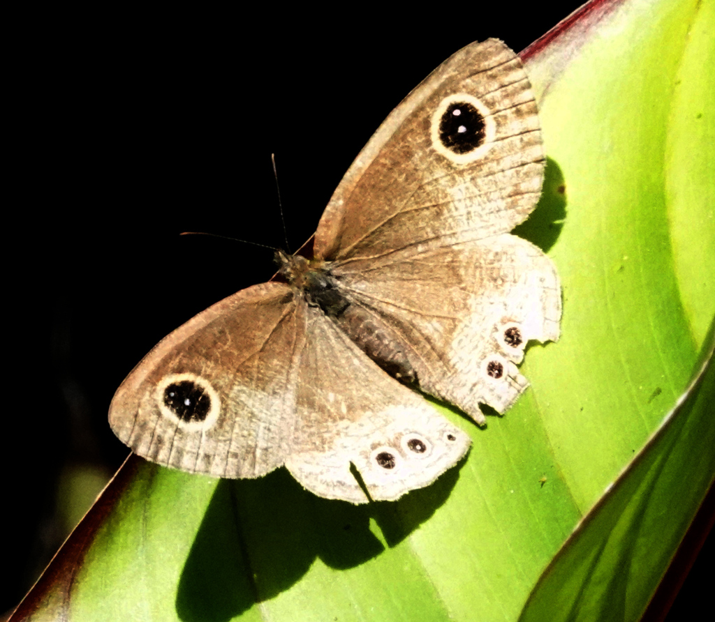 Ring Butterflies from Bali Botanical Gardens, Tabanan Regency, Bali ...