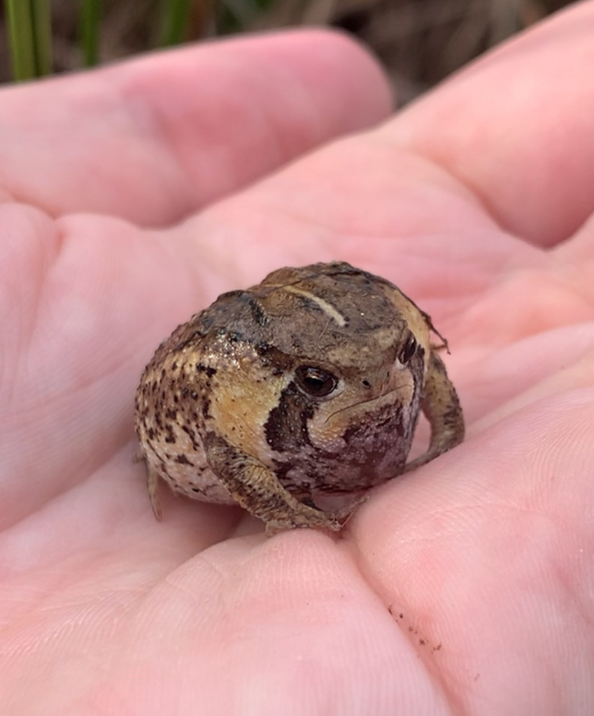 Sand Rain Frog from False Bay Natire Reserve, Grassy Park, WC, ZA on ...