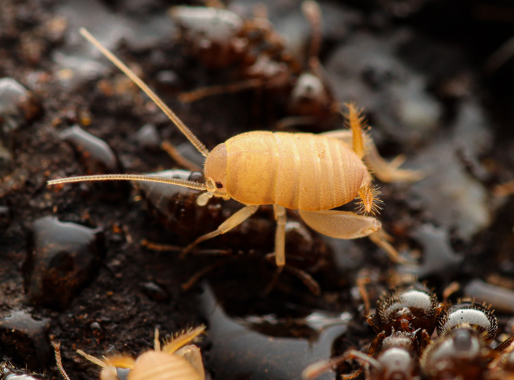 Myrmecophilus from Tonto National Forest, Tonto Basin, AZ, US on ...