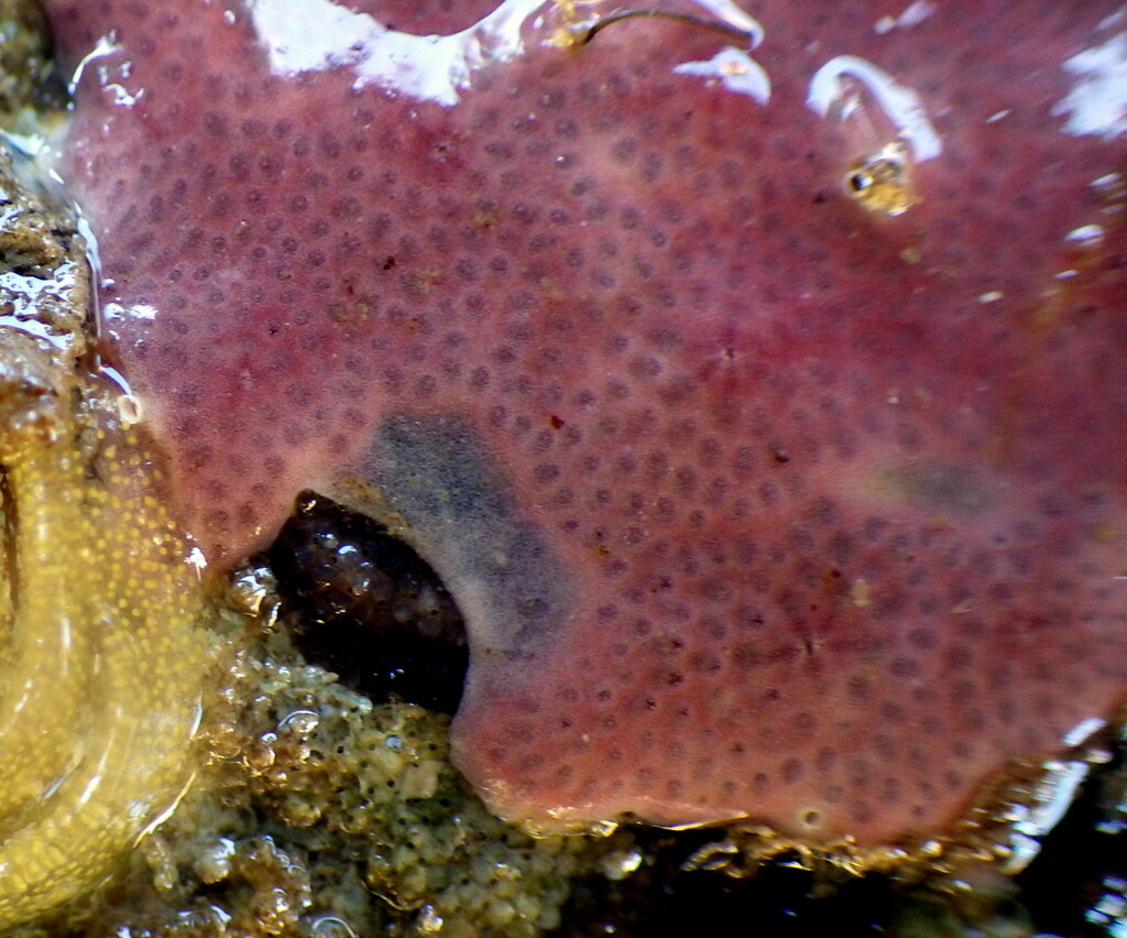 Overgrowing Tunicates from O'Sullivan Beach, South Australia ...