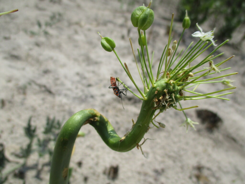 Pentatomomorph Bugs from Zambezi Region, Namibia on November 24, 2023 ...