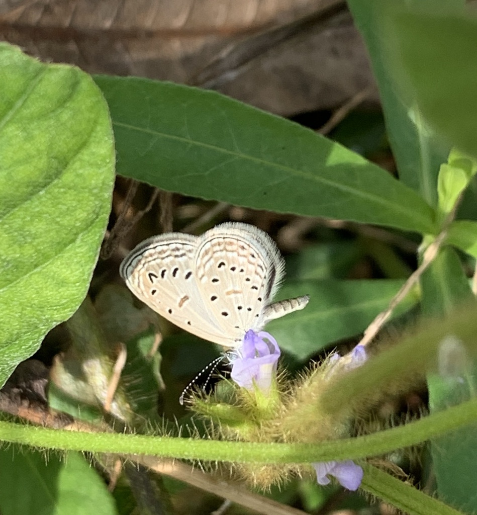 Tiny Grass Blue from Cherthala, Kodamthuruth, KL, IN on December 9 ...