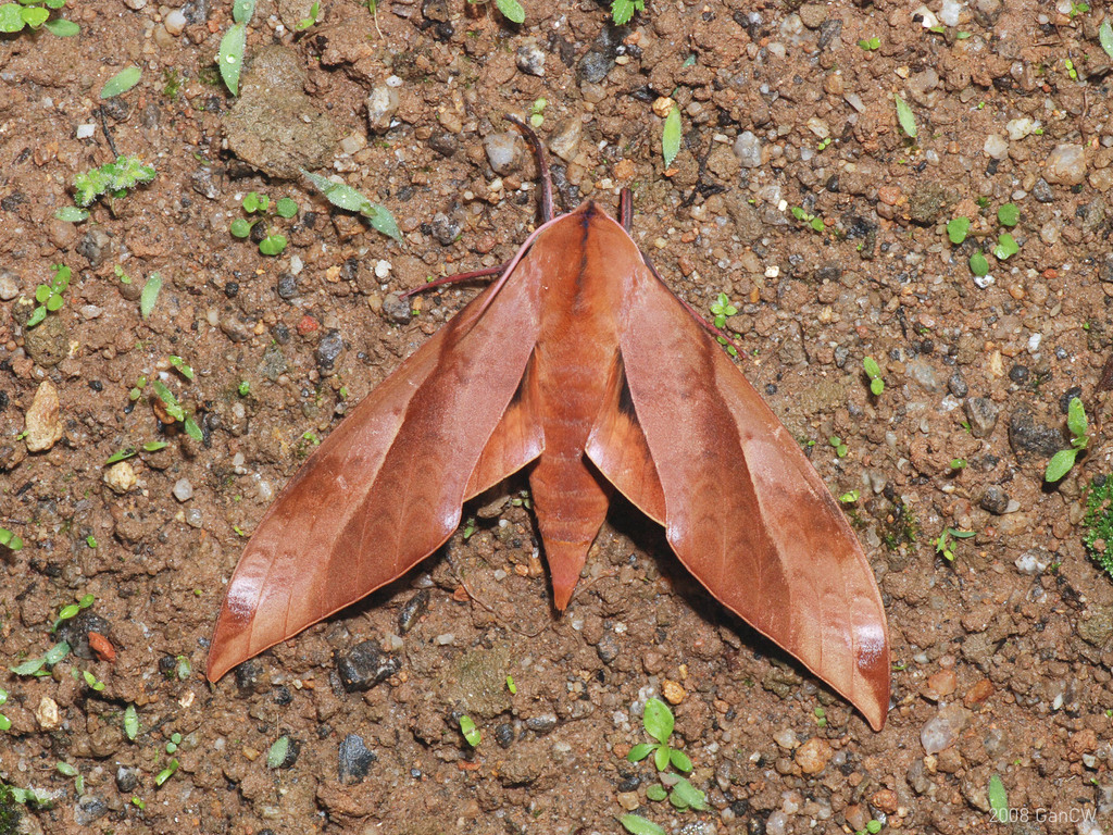 Clanis undulosa from Brinchang Bungalow, Fraser's Hill, Malaysia on ...