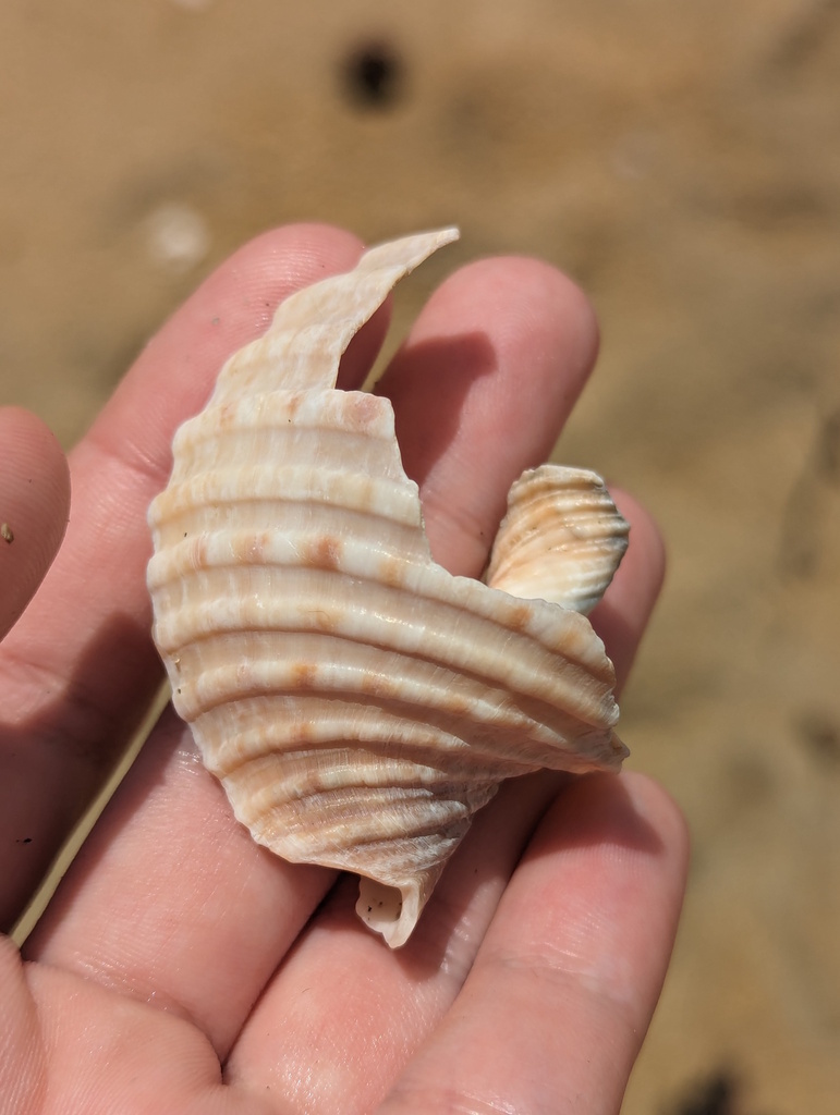 Tun Snails from Bramston Beach QLD 4871, Australia on December 9, 2023 ...