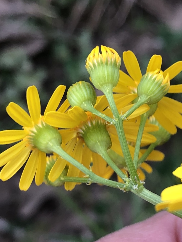 Great Plains Ragwort (Packera tampicana) - Botanical Realm