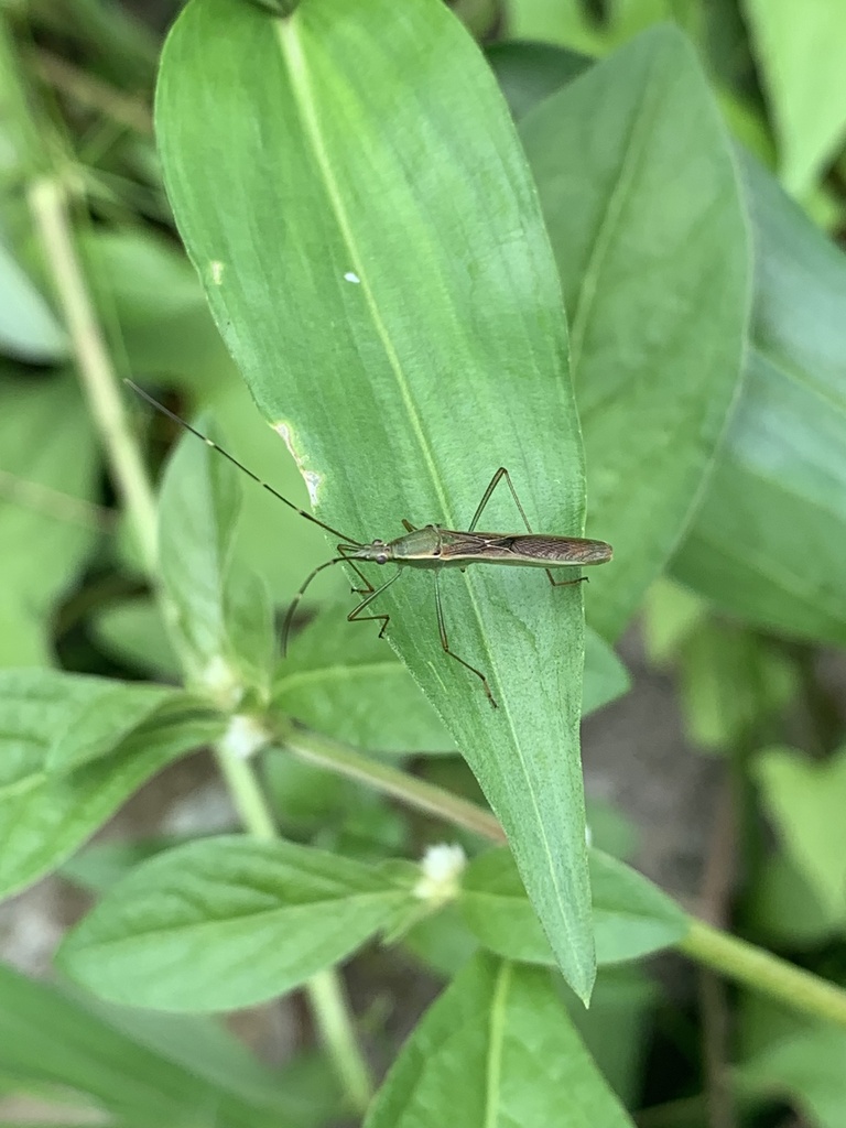 Paddy Bug from Cherthala, Kodamthuruth, KL, IN on December 9, 2023 at ...