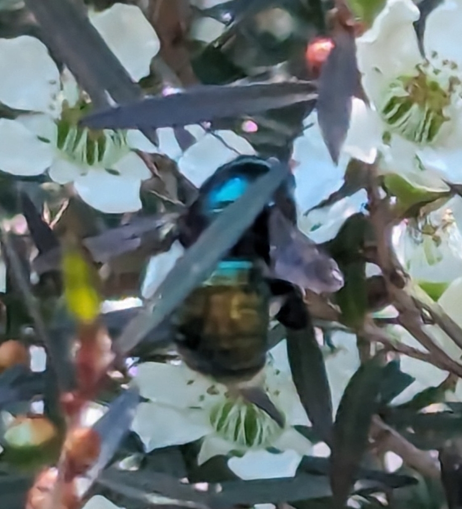 Golden-green Carpenter Bee from Jervis Bay Territory 2540, Australia on ...