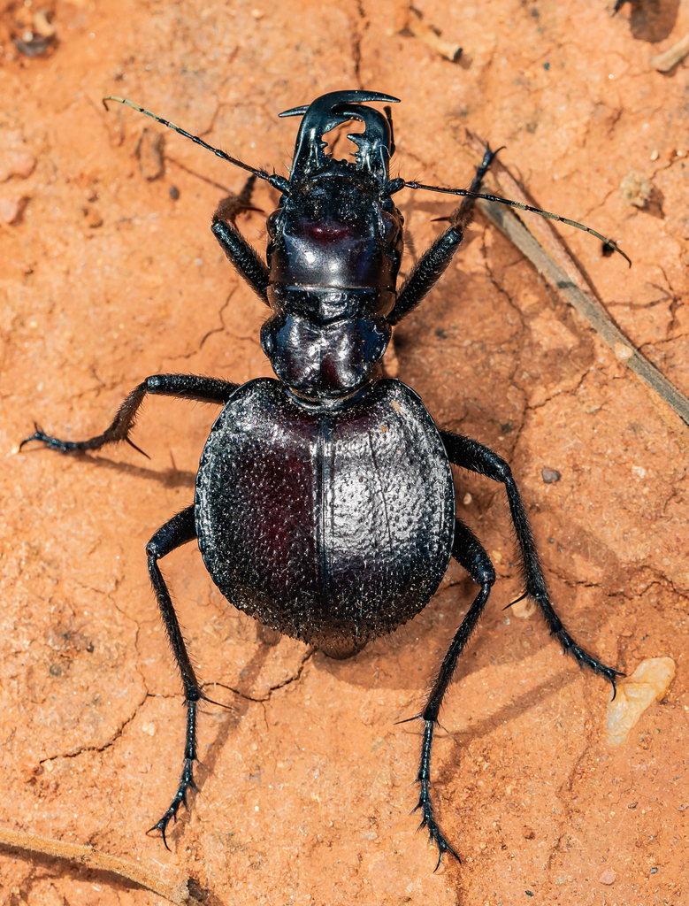 Manticora mygaloides from Kavango East Region, Namibia on December 2 ...