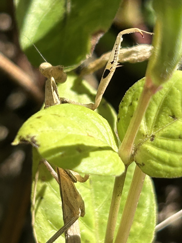 Statilia from 臺灣島, 國姓鄉, NAN, TW on December 9, 2023 at 11:50 AM by ...