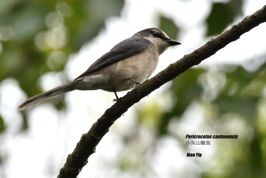 Brown-rumped Minivet from mai po on January 12, 2023 at 08:14 AM by ...