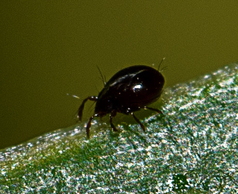 beetle mites from Paekākāriki Hill 5381, New Zealand on November 21 ...