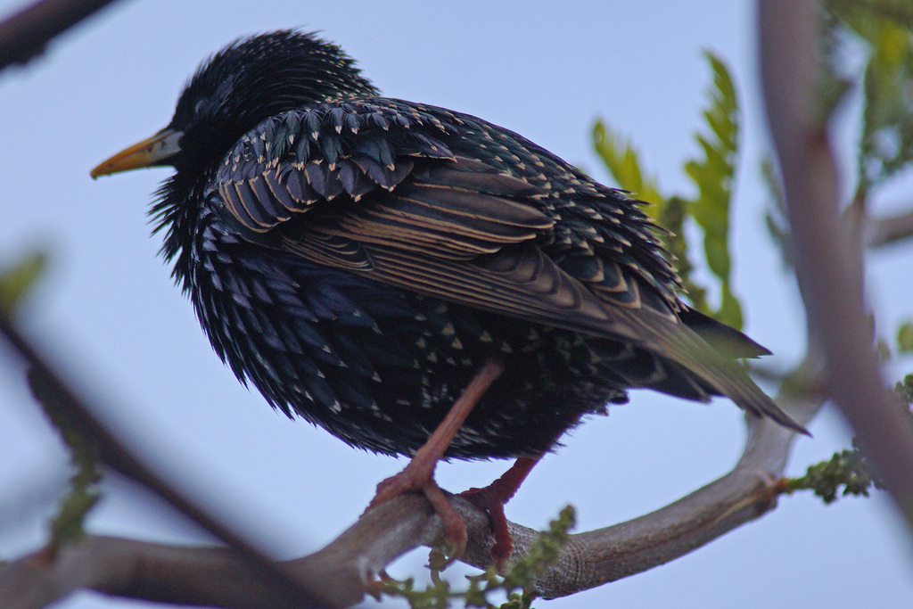 European Starling from Geelong Victoria, Australien on October 2, 2014 ...