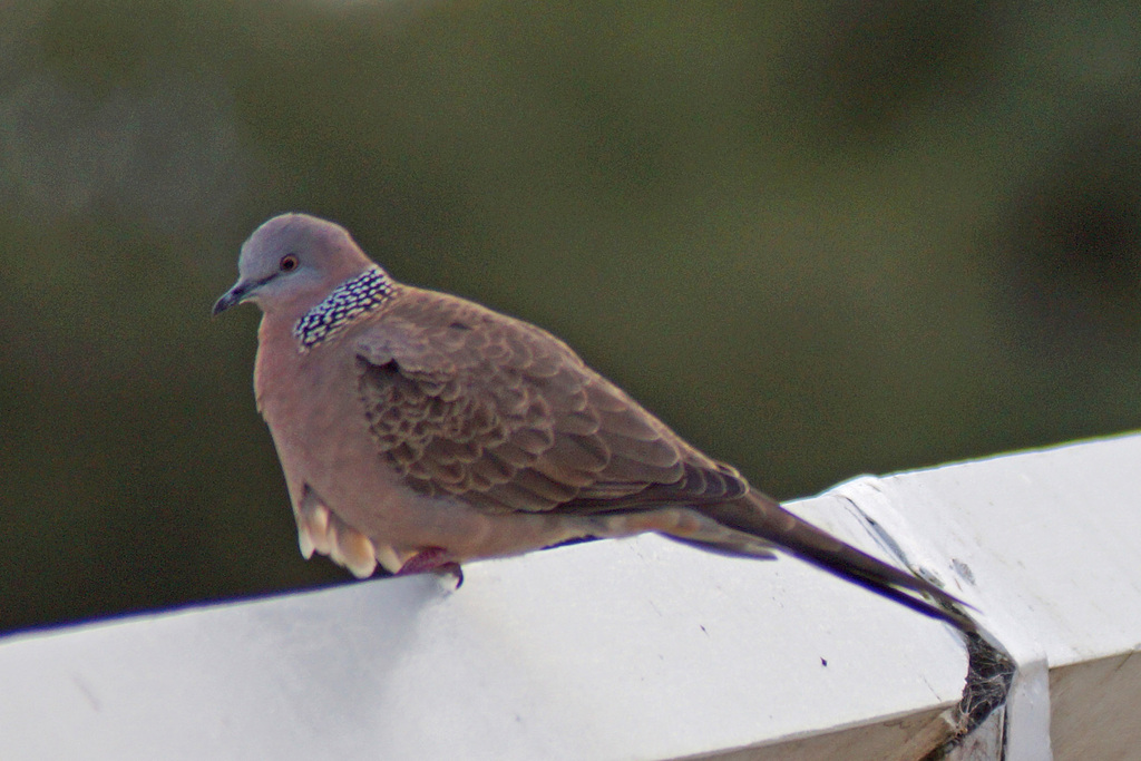 Spotted Dove from Geelong Victoria, Australien on October 2, 2014 at 07 ...