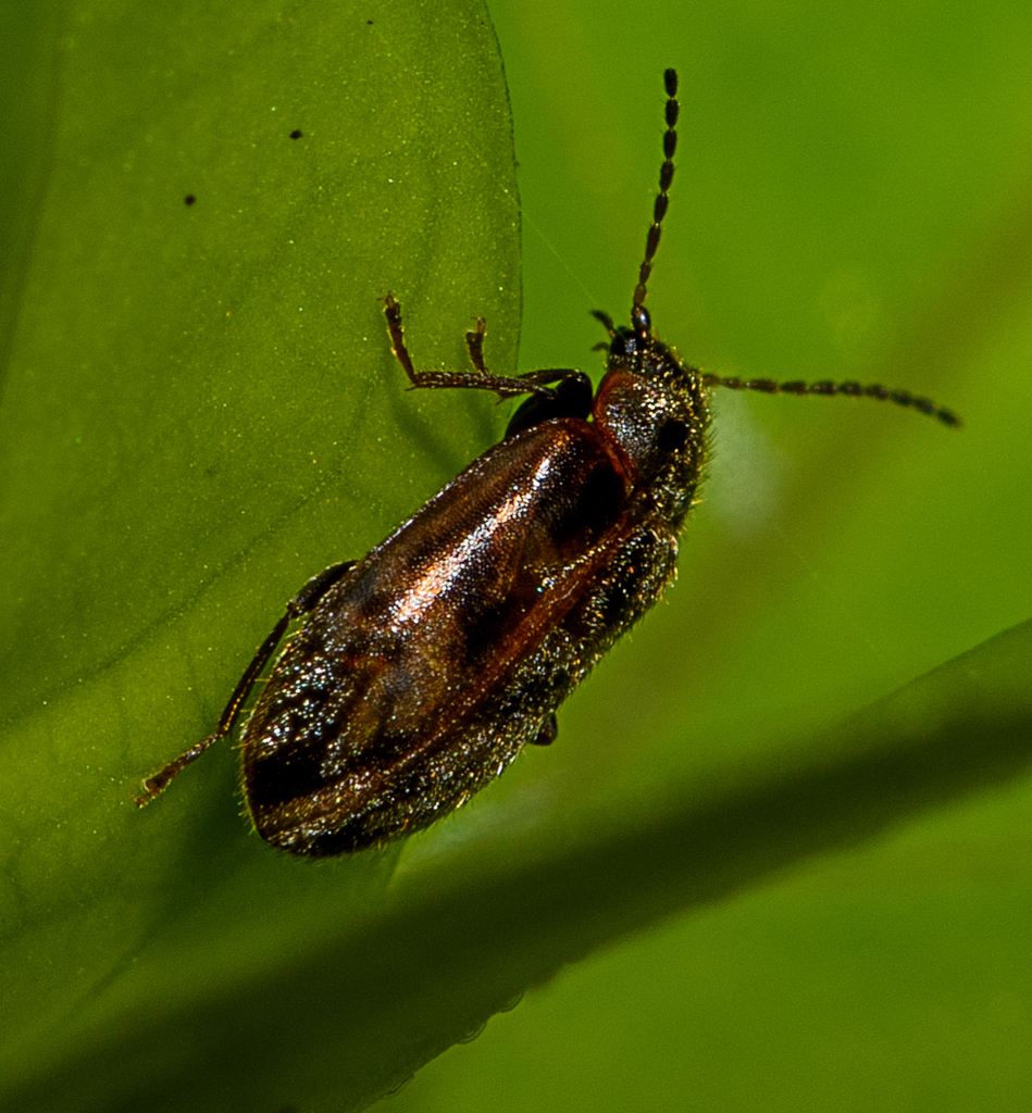 Marsh Beetles from Paekākāriki Hill 5381, New Zealand on November 21 ...