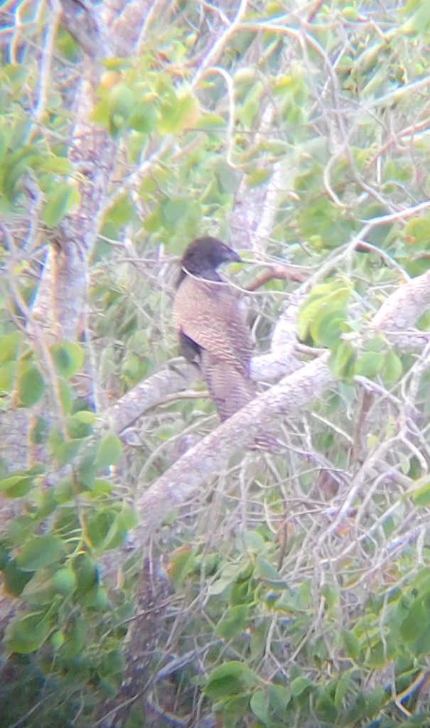 Pheasant Coucal from Mutarnee QLD 4816, Australia on December 9, 2023 ...