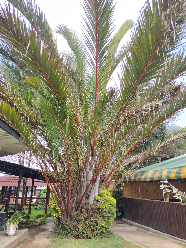 Raphia farinifera from G842+RV2, Eldoret, Kenya on December 9, 2023 at ... Raphia farinifera from G842+RV2, Eldoret, Kenya on December 9, 2023 at ...