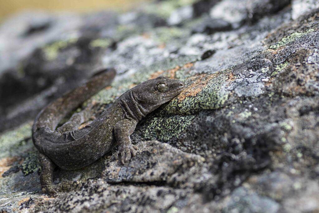 Southern Alps Gecko in December 2023 by Oscar Thomas · iNaturalist