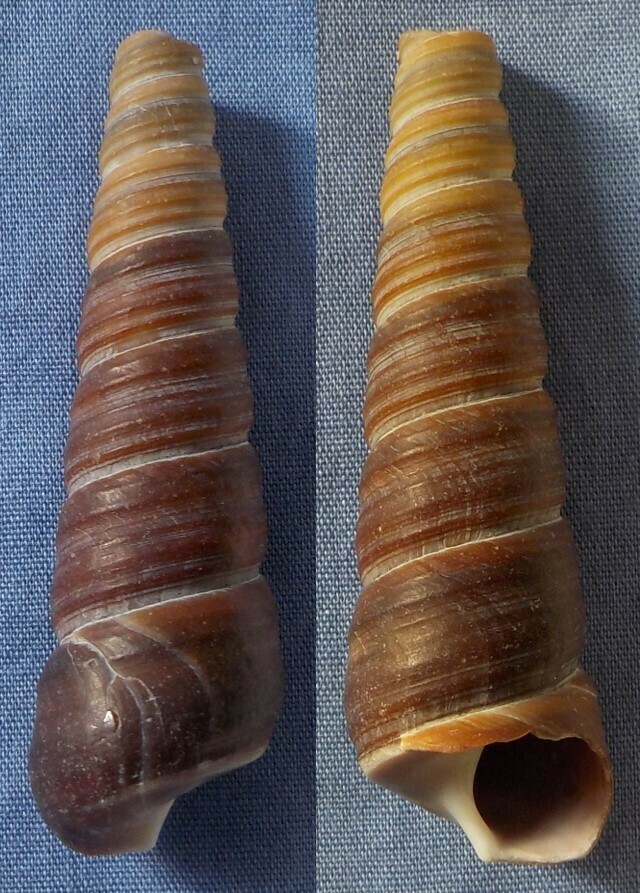 Turritella terebra in September 2017 by vrebizant. 53 mm long · iNaturalist