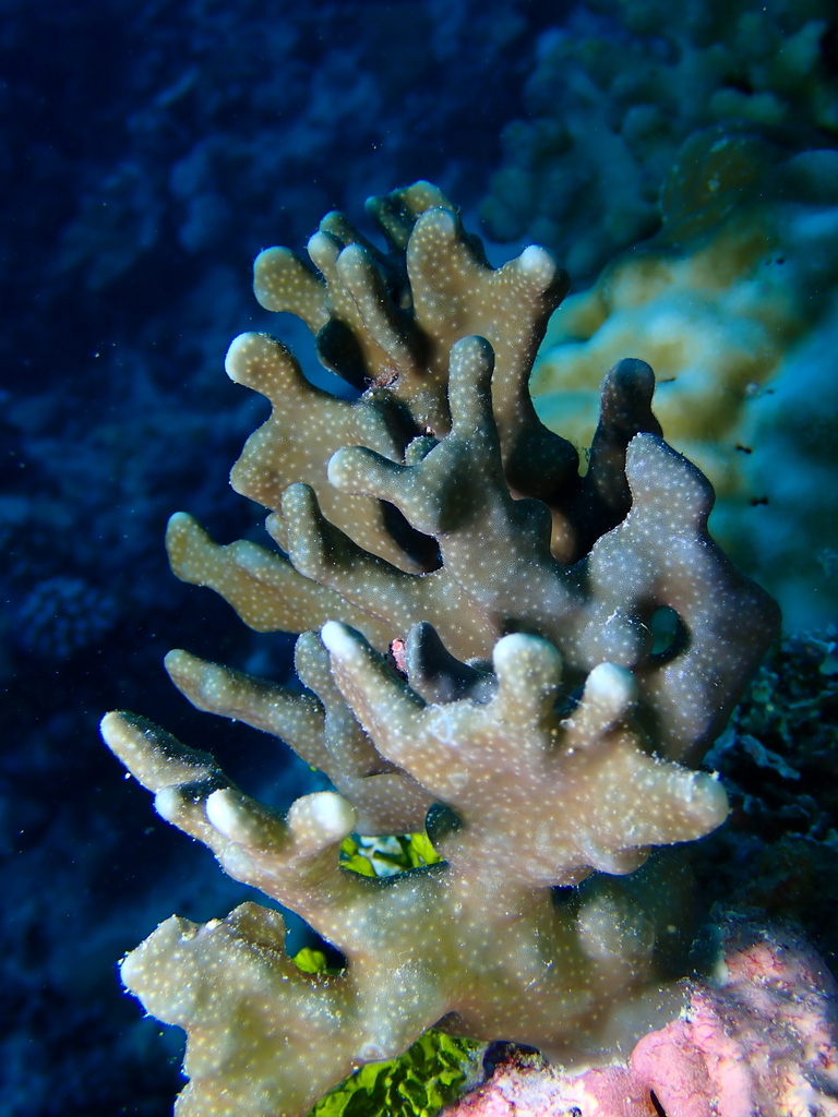 Heliopora from Abaiang Island, Kiribati on December 8, 2023 at 03:27 PM ...