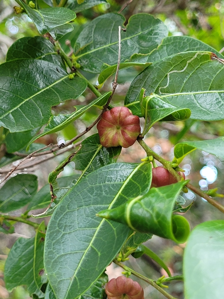 Cheese Tree from Oatley NSW 2223, Australia on December 9, 2023 at 06: ...